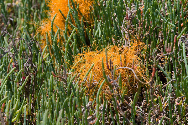 Salt Marsh Dodder | Project Noah