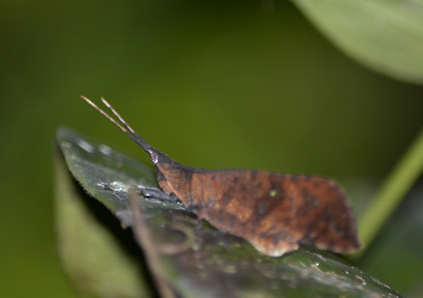 Leaf Grasshopper | Project Noah