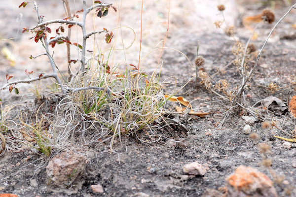 Grass | Project Noah