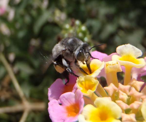 Abeja cebra | Project Noah