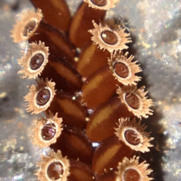 Spined Assassin Bug eggs | Project Noah