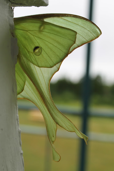 Luna Moth | Project Noah