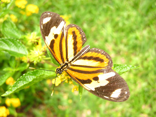 Isabella Longwing | Project Noah