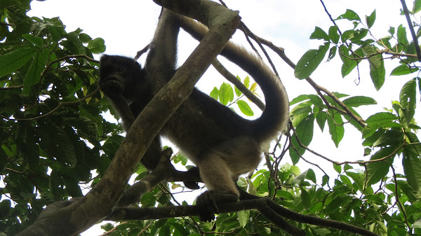 Spider Monkey | Project Noah
