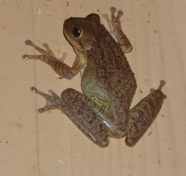 Cuban Tree Frog | Project Noah