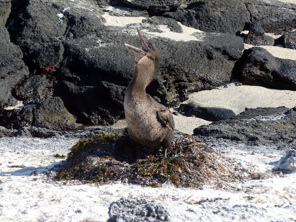 Flightless Cormorant | Project Noah