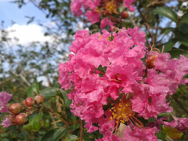 Crepe myrtle | Project Noah