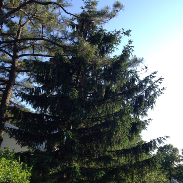 Norway Spruce | Project Noah