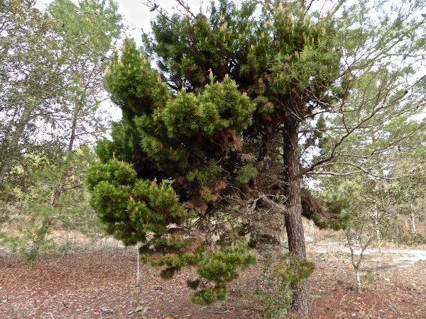 Florida Spruce Pine | Project Noah