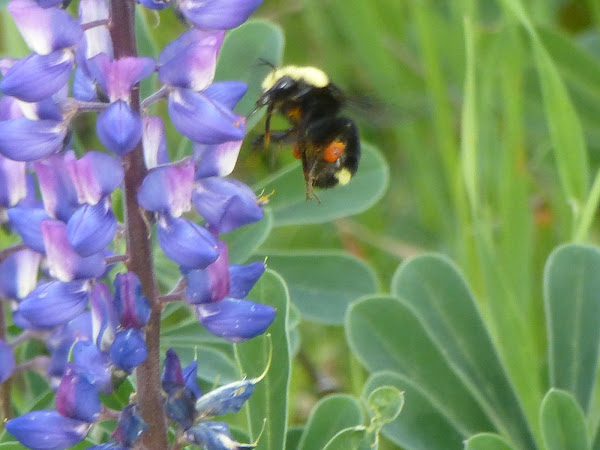 Yellowfaced Bumblebee | Project Noah