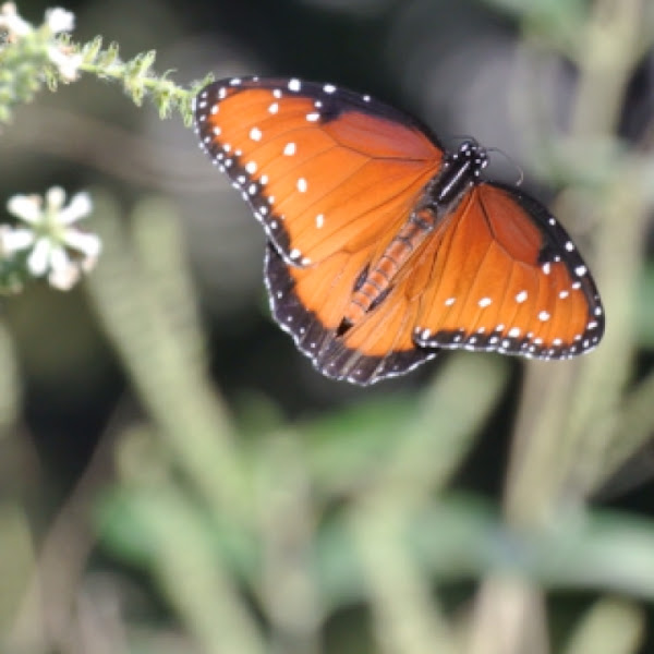 Queen | Project Noah