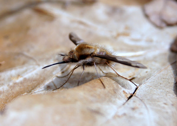 Large Bee Fly | Project Noah