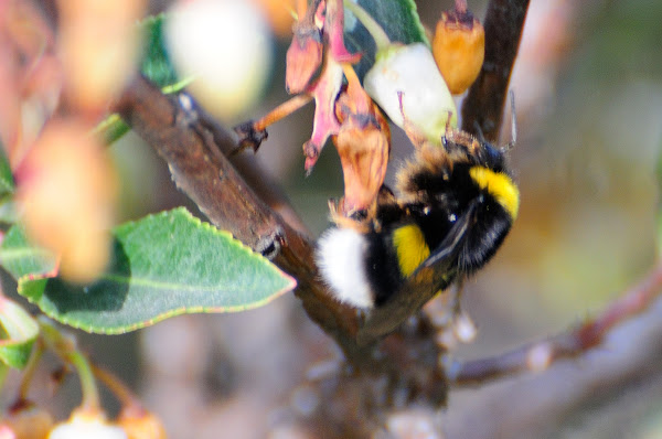 Buff-tailed bumblebee, abejorro común | Project Noah