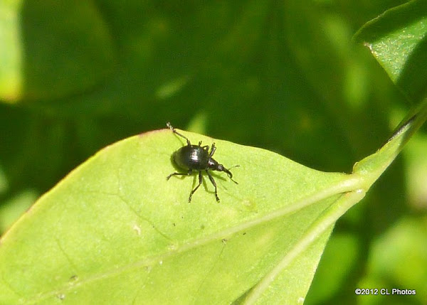 Black Vine Weevil | Project Noah