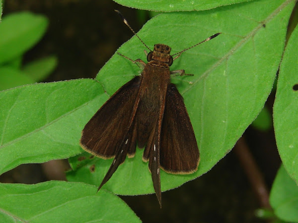 Clouded Skipper | Project Noah