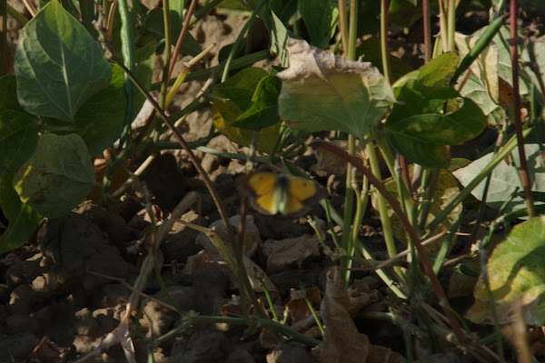 Dark Clouded Yellow (Πορτοκαλόχρους πιερίδα) | Project Noah