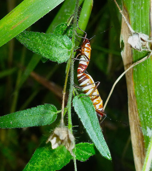 Red Bugs Mating | Project Noah