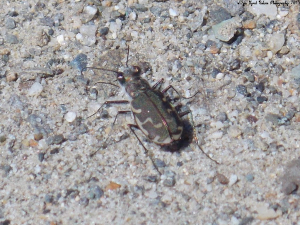 Bronzed Tiger Beetle | Project Noah