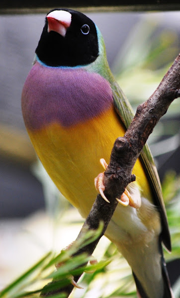 Gouldian Finch | Project Noah
