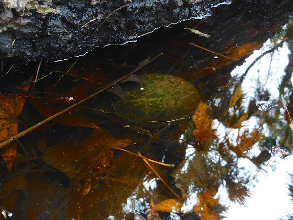 Three-striped Mud Turtle | Project Noah