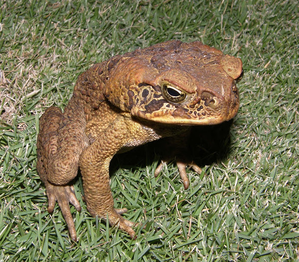Philippines toad | Project Noah