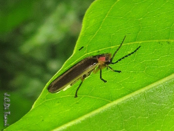 Firefly | Project Noah