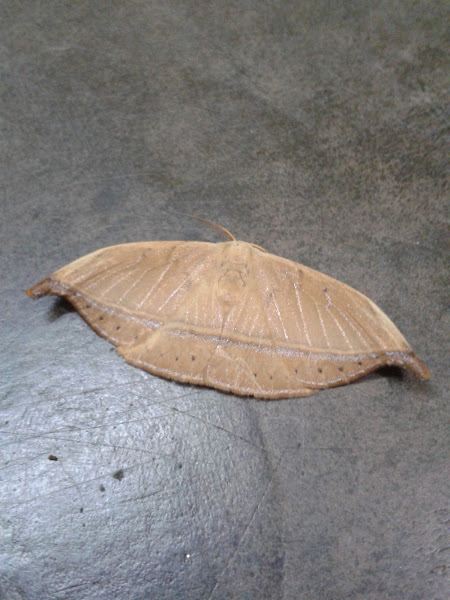 Hook-tip Moth (Drepanidae) | Project Noah