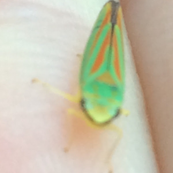 Scarlet and green leafhopper | Project Noah
