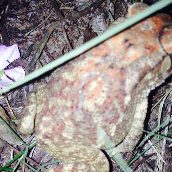 Asian Common Toad | Project Noah