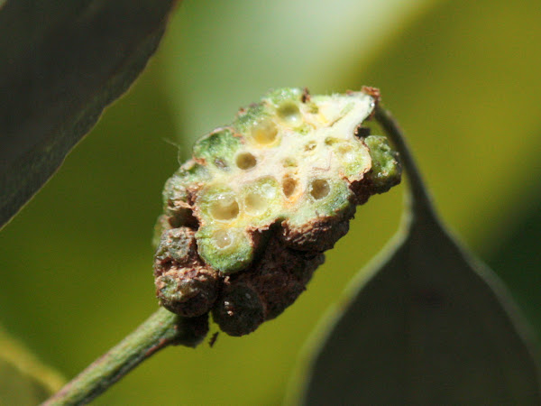 Wasp gall | Project Noah