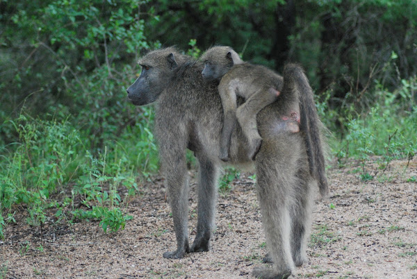 Chacma Baboon | Project Noah