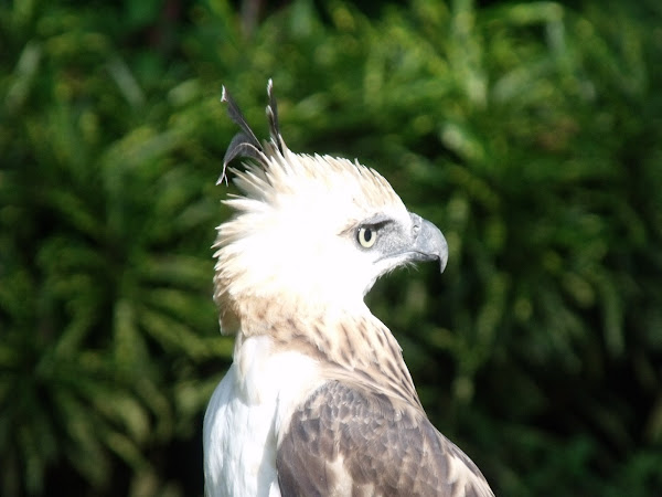Crested Hawk Eagle | Project Noah