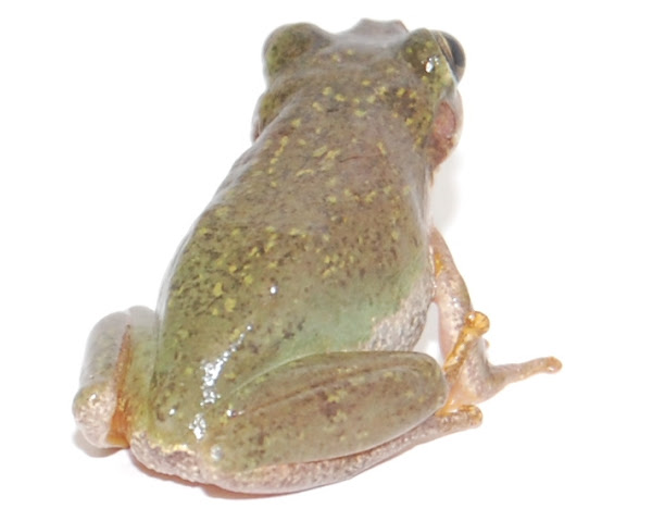 Squirrel Treefrog | Project Noah