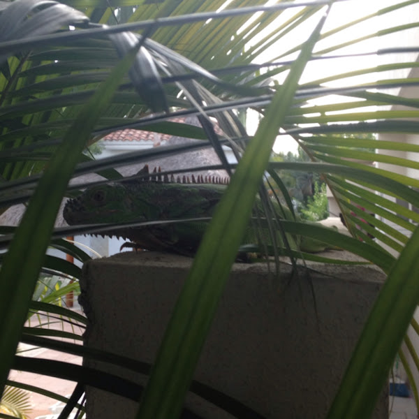 Green Iguana | Project Noah