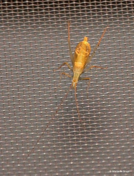 Tree cricket | Project Noah