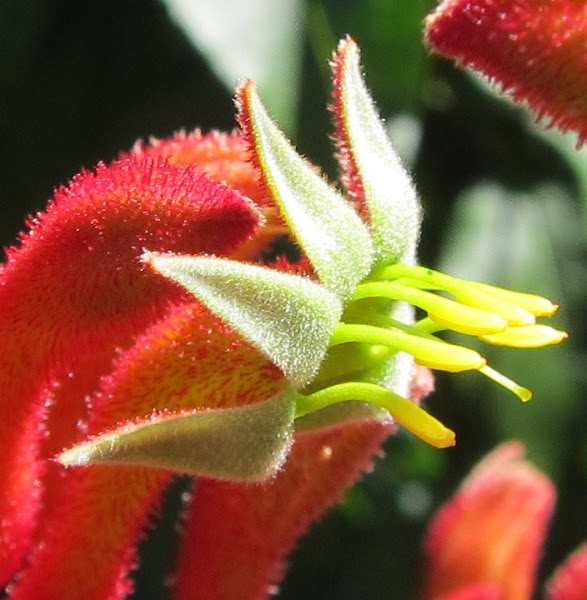 Red Kangaroo Paw | Project Noah
