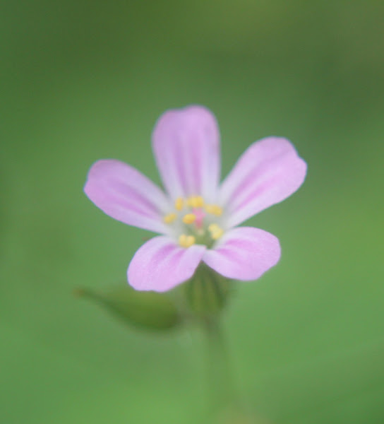 Herb Robert | Project Noah