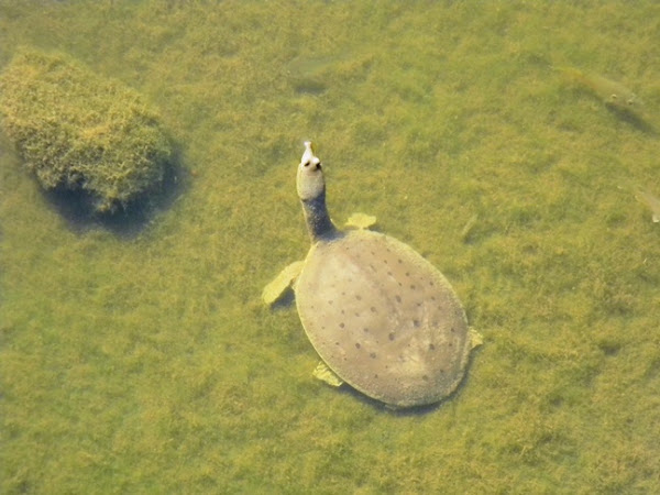 midland smooth softshell turtle | Project Noah