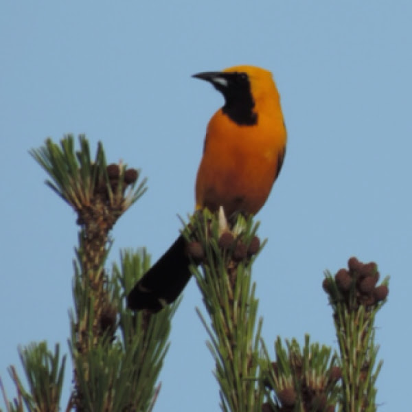 Hooded Oriole | Project Noah