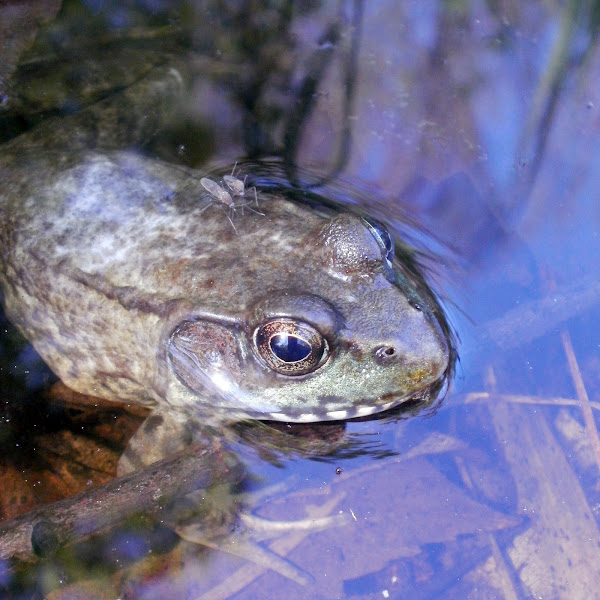 Mink Frog | Project Noah