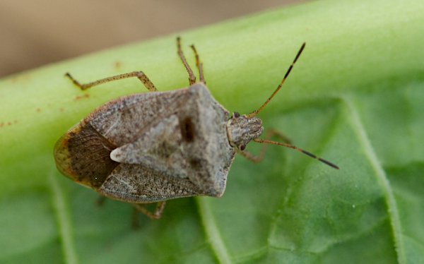 Brown Stink Bug | Project Noah