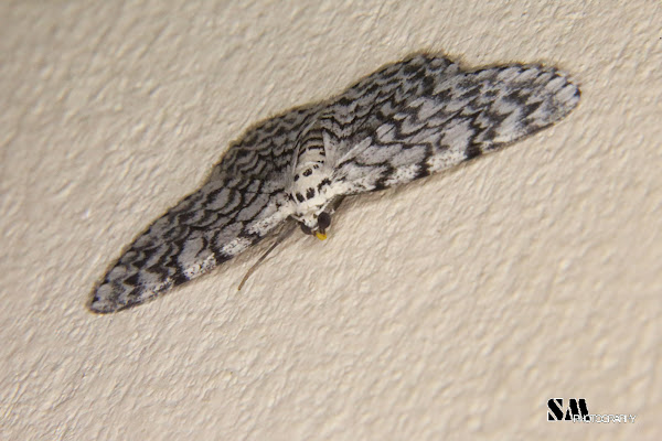 Geometer moth | Project Noah