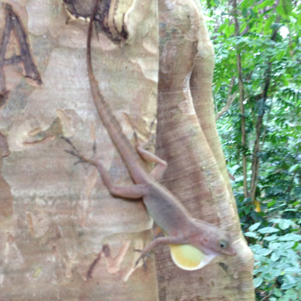 Puerto Rican Crested Anole | Project Noah