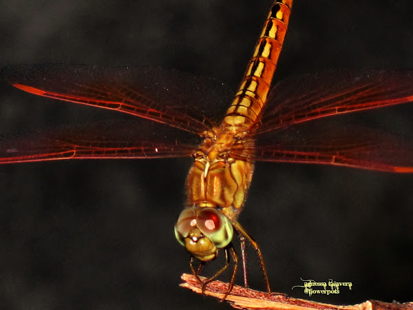 Asian Groundling ♂ | Project Noah