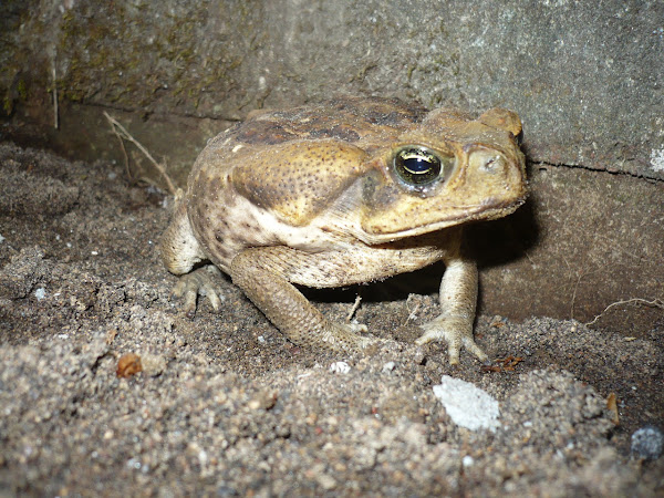 Cane toad | Project Noah