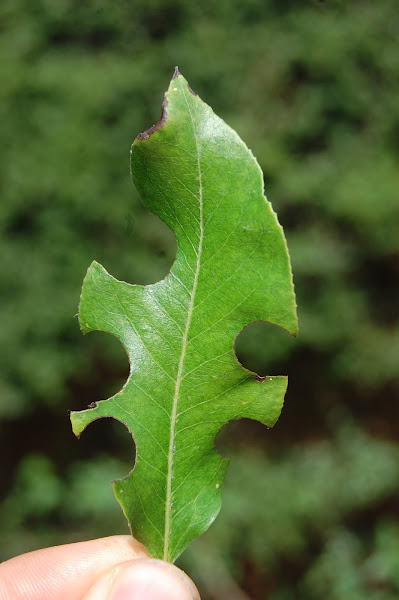 Leaf Cutter Bee | Project Noah