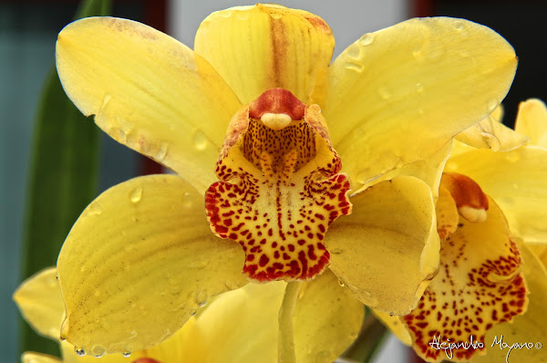 Cymbidium Orchid | Project Noah