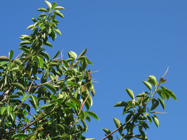 Rubber Tree | Project Noah