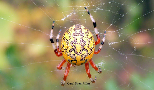 Marbled Orb Weaver Spider | Project Noah