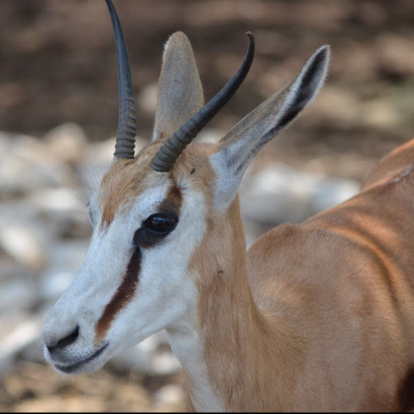 Antelope | Project Noah